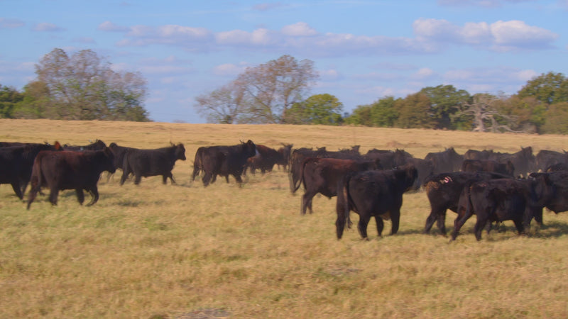 Allen Brothers: Online Meat Delivery - Prime Steaks & More